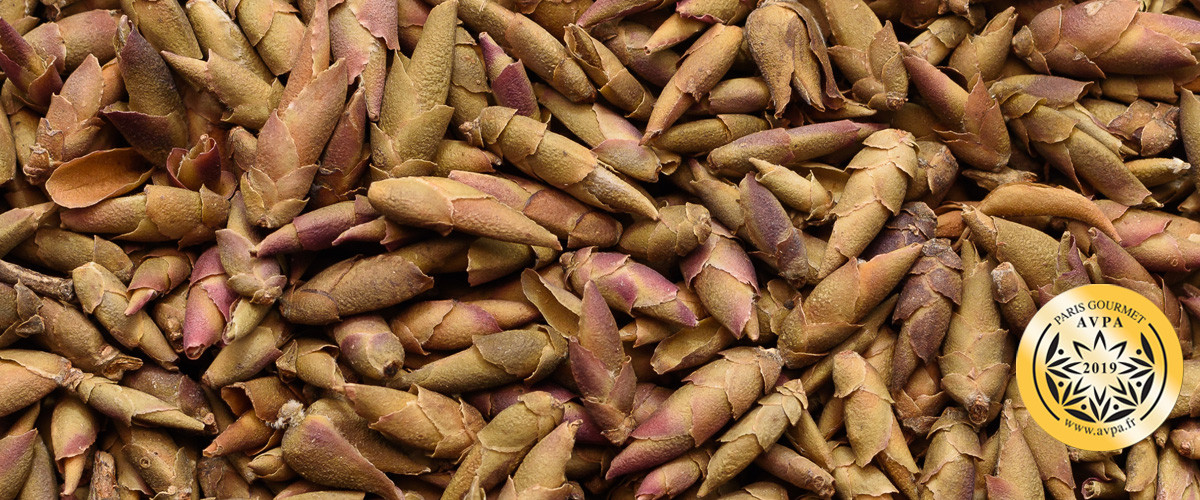 Écailles de dragon | Bourgeons de thé blanc du Vietnam